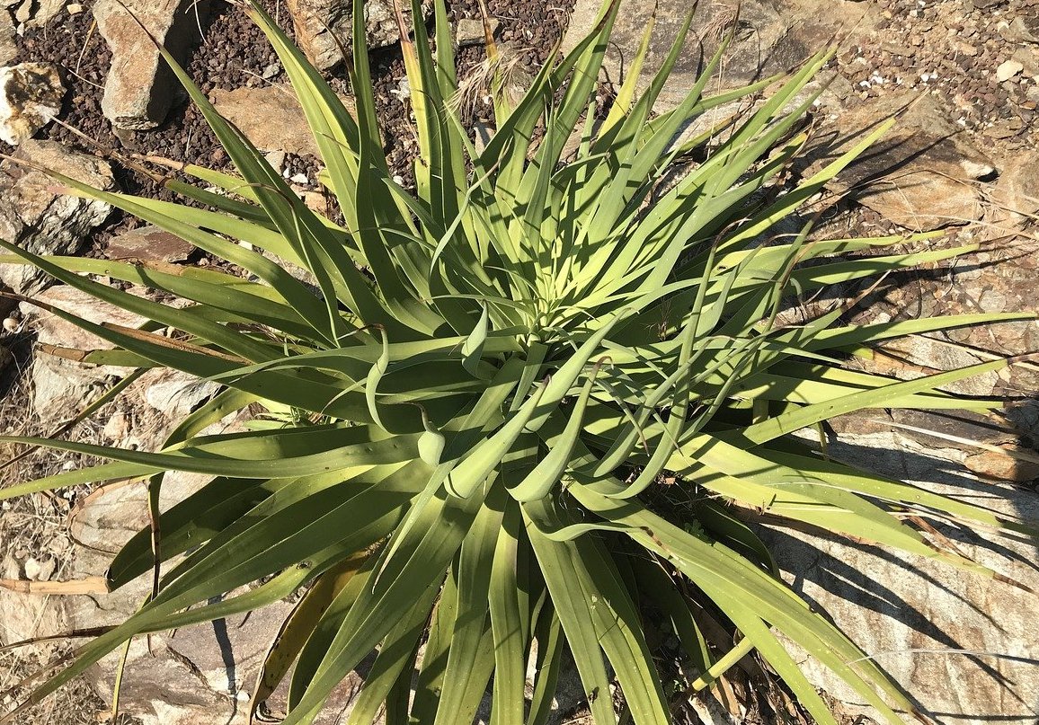 Agave bracteosa - Succulentes