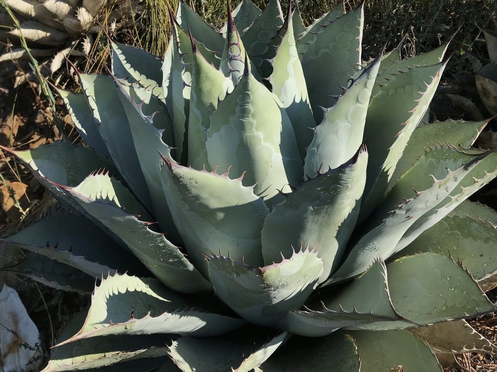 Agave parrasana - Succulentes