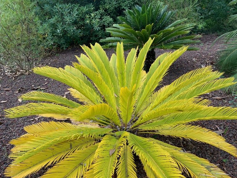Pourquoi Les Feuilles Du Cycas Jaunissent