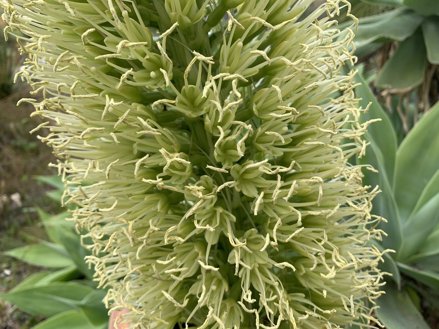 Le genre Agave - Succulentes