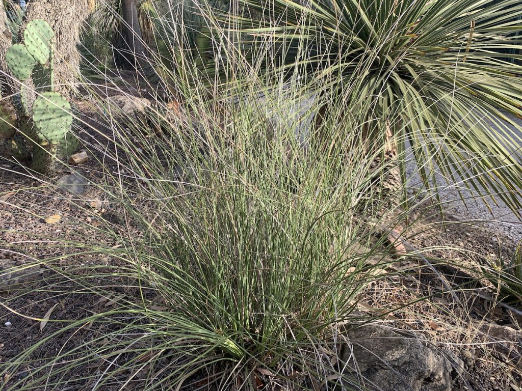 Le genre Calibanus - Succulentes