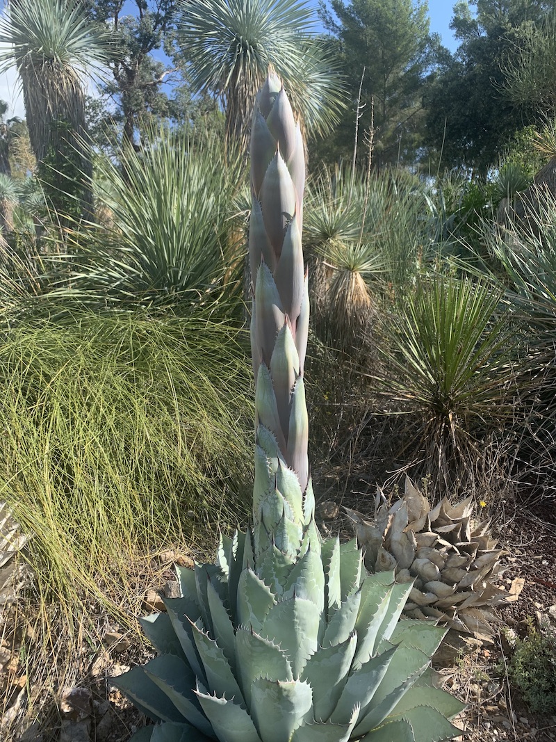 Agave en fleur : tout savoir sur sa floraison - Succulentes