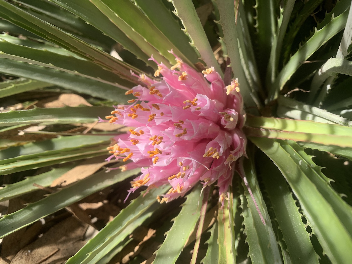 Ochagavia litoralis - Succulentes