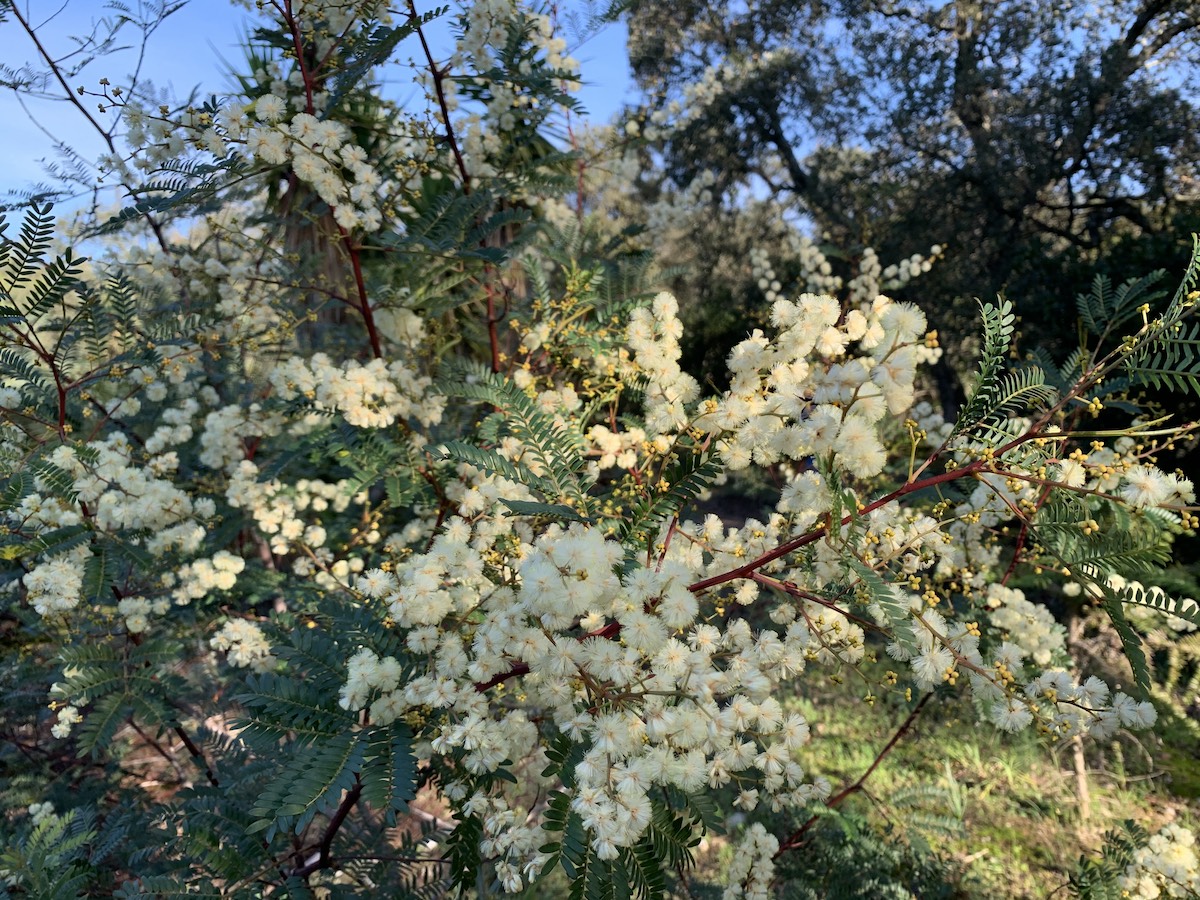 Acacia terminalis - Succulentes