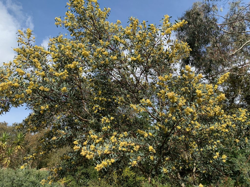 Acacia retinodes - Succulentes