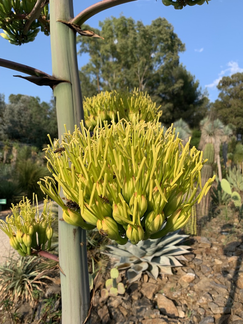 Agave en fleur : tout savoir sur sa floraison - Succulentes