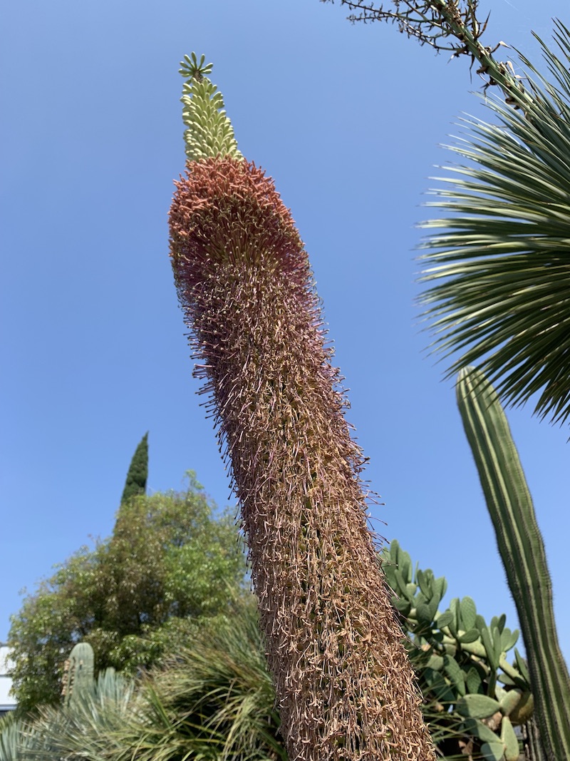 Agave en fleur : tout savoir sur sa floraison - Succulentes