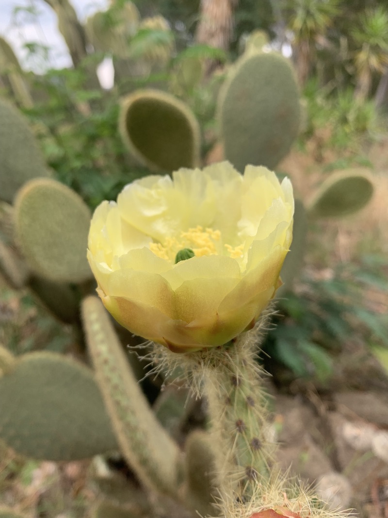 Opuntia scheeri - Succulentes