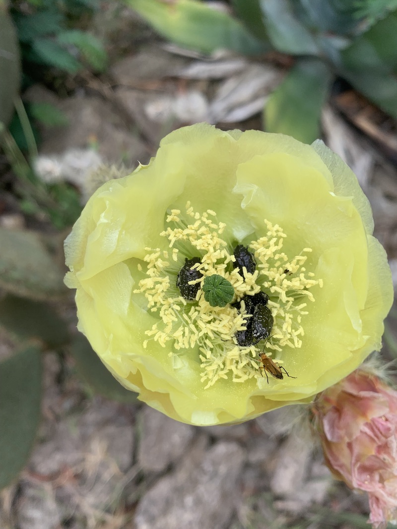 Opuntia scheeri – Succulentes