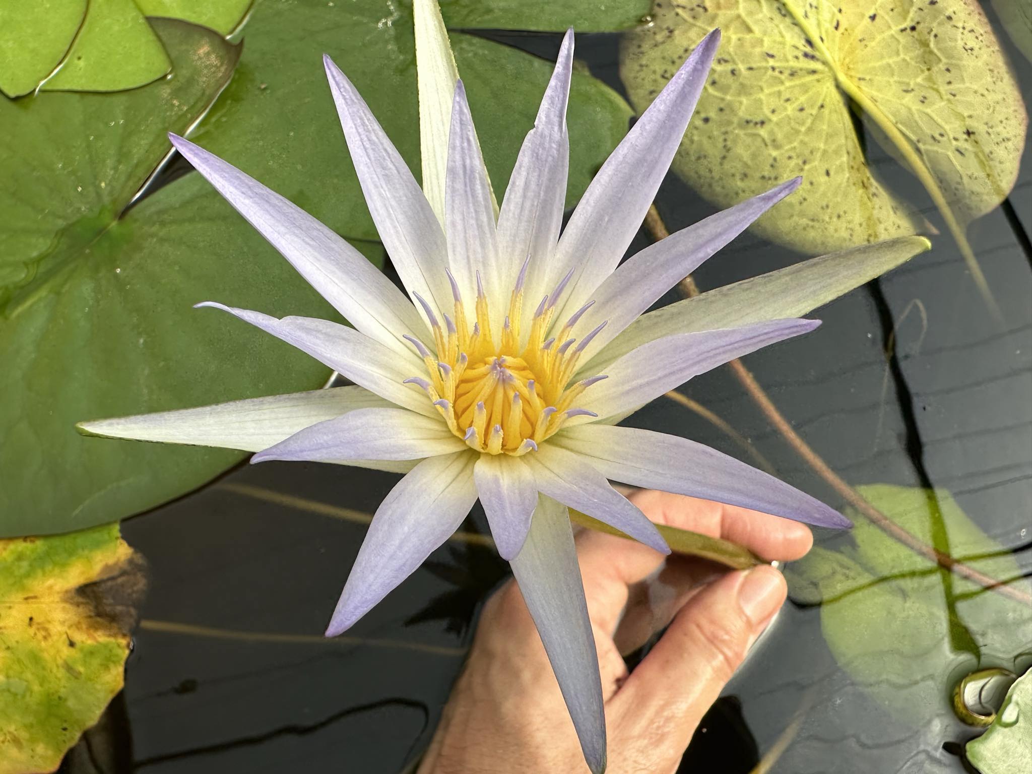Nymphaea caerulea - Succulentes