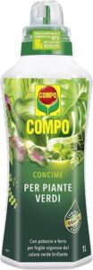 Yucca con foglie gialle: cause, diagnosi e soluzioni pratiche - Succulentes