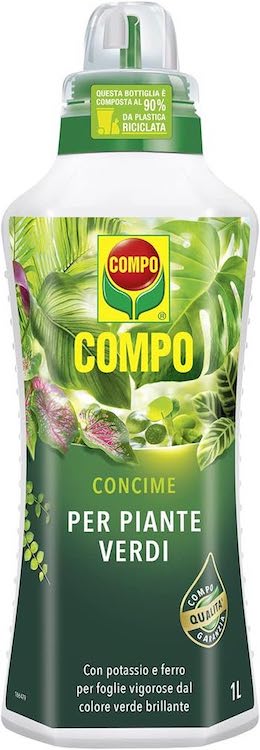 Yucca con foglie gialle: cause, diagnosi e soluzioni pratiche - Succulentes